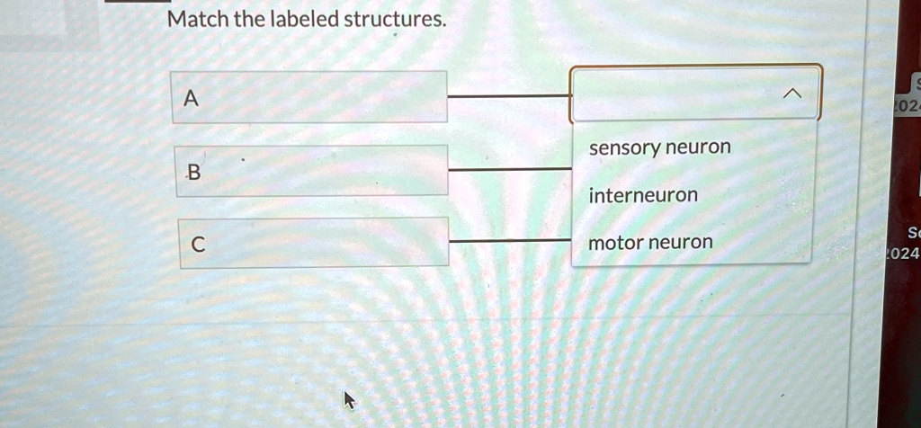 Match the labeled structures. A B C sensory neuron interneuron motor neuron