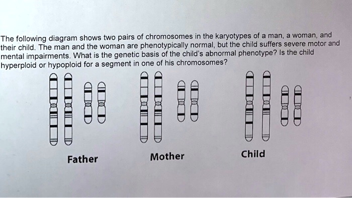 SOLVED: The following diagram shows two pairs of chromosomes in the ...