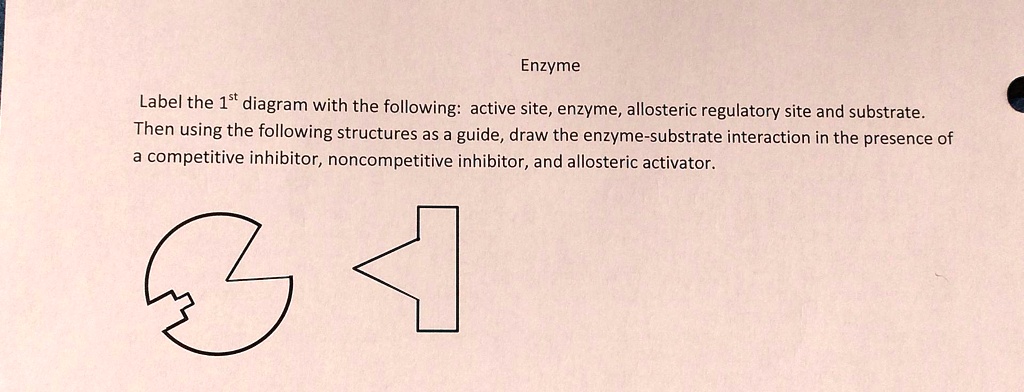 label the diagram enzyme label the 1t diagram with the following active ...