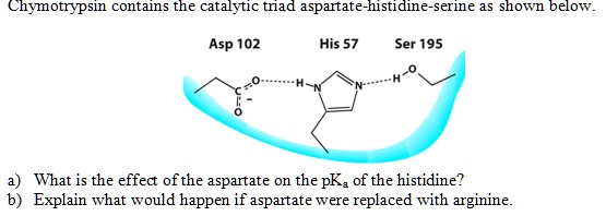 Chymotrypsin contains the catalytic triad aspartate-histidine-serine as ...