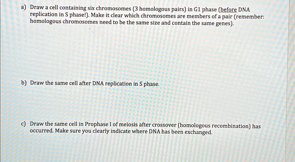 a) Draw a cell containing six chromosomes (3 homologous pairs) in G1 ...