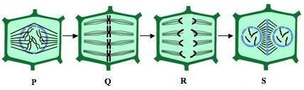 SOLVED: 'Four stages of mitotic cell division are shown in the diagram ...