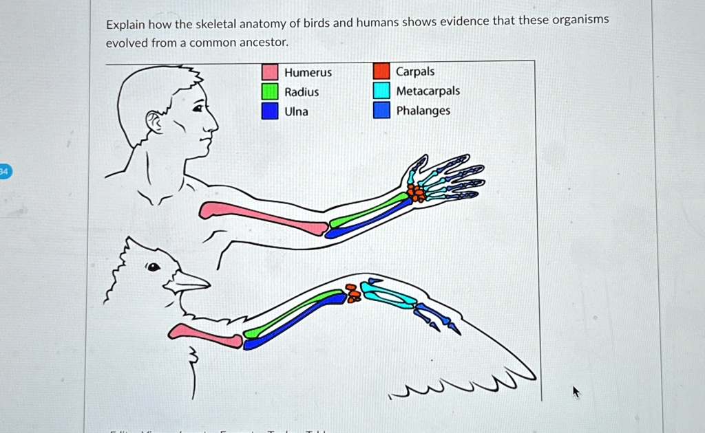 34 Explain how the skeletal anatomy of birds and humans shows evidence ...