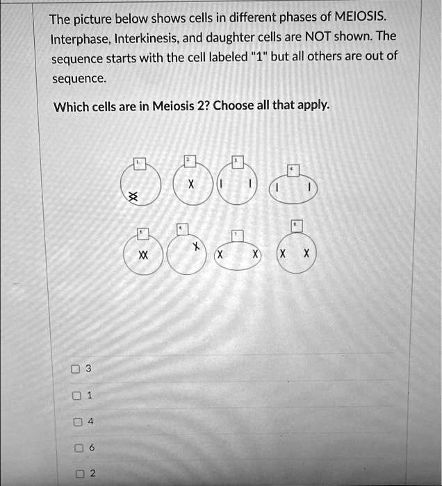 SOLVED: The picture below shows cells in different phases of MEIOSIS ...