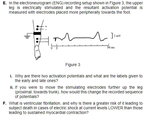 E. In the electroneurogram (ENG) recording setup shown in Figure 3, the ...