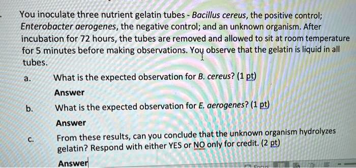 SOLVED: You inoculate three nutrient gelatin tubes - Bacillus cereus ...