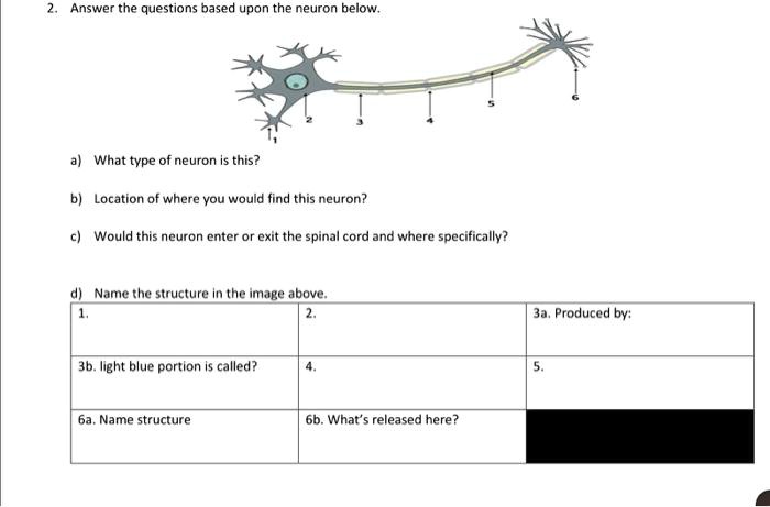 SOLVED: Answer the questions based upon the neuron below: What type of ...