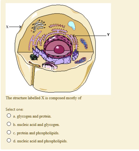 The structure labelled X is composed mostly of Select one: a. glycogen ...