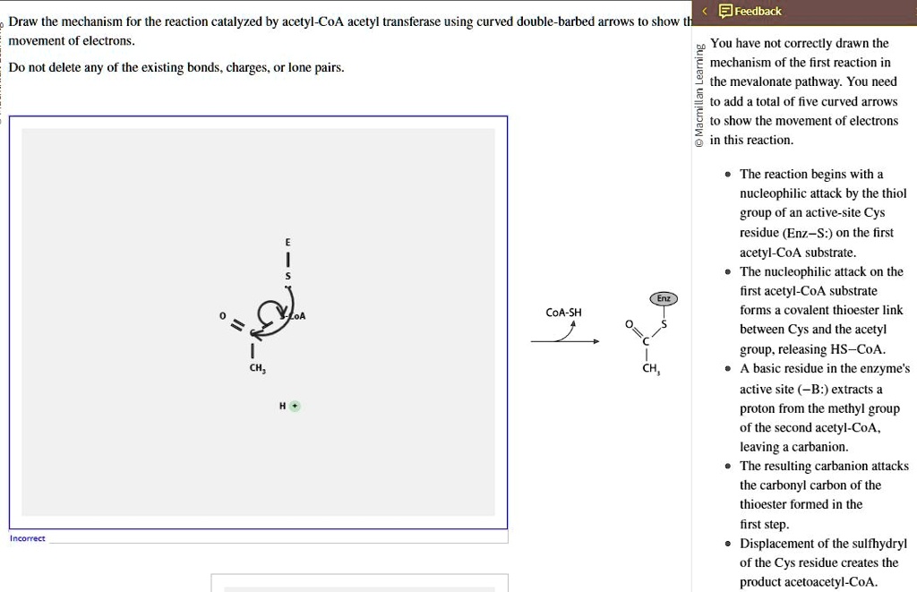 draw the mechanism for the reaction catalyzed by acetyl coa acetyl ...