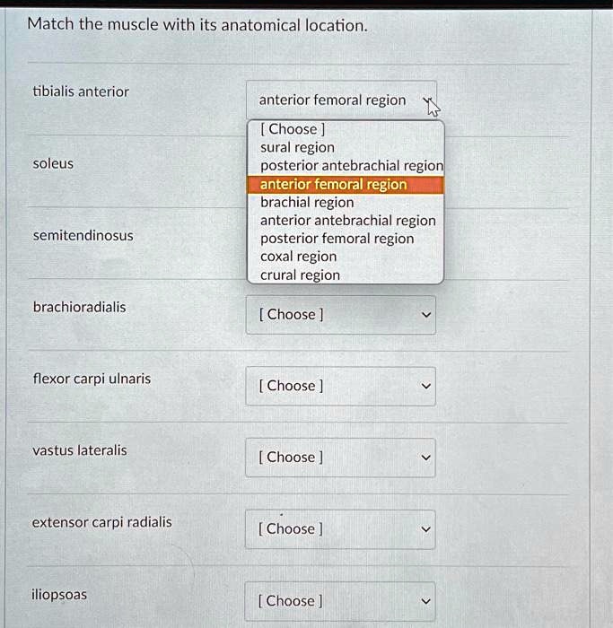 Match the muscle with its anatomical location. tibialis anterior soleus ...