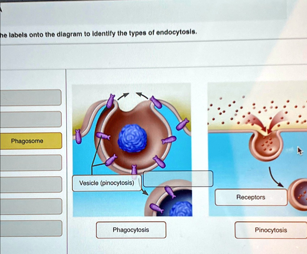 Add labels onto the diagram to identify the types of endocytosis ...