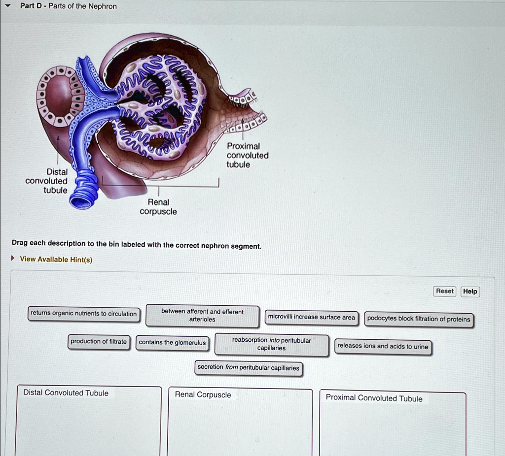part d parts of the nephron distal convoluted tubule renal corpuscle proximal convoluted tubule ...