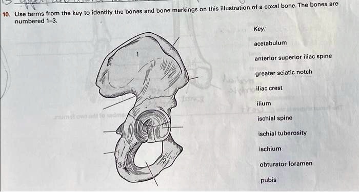 SOLVED: numbered 1-3. Key: acetabulum anterior superior iliac spine greater sciatic notch iliac ...