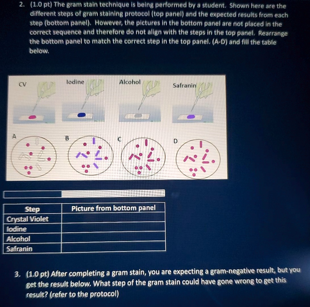 2. (1.0 pt) The gram stain technique is being performed by a student ...