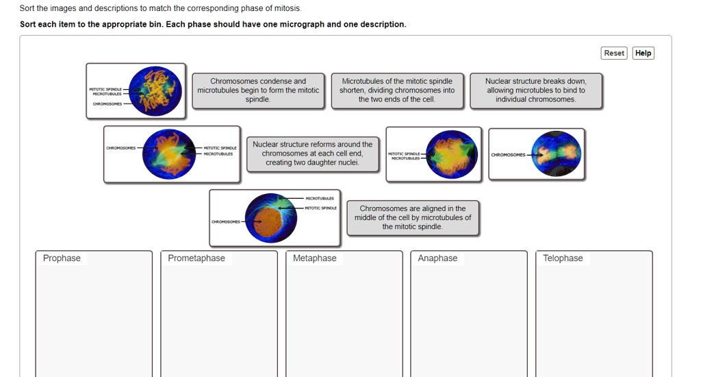 [GET ANSWER] Sort the images and descriptions to match the ...