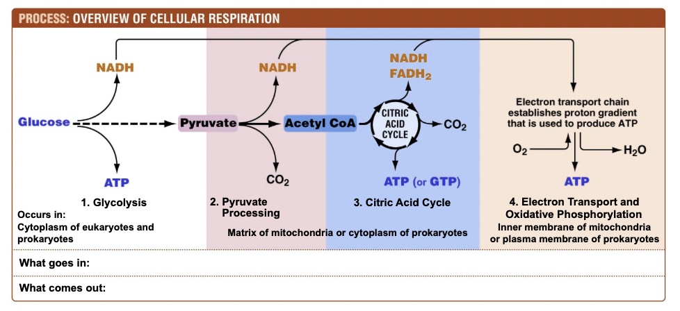 PROCESS: OVERVIEW OF CELLULAR RESPIRATION Glucose NADH NADH NADH FADH2 ...