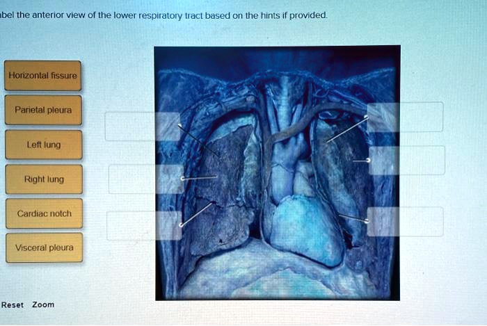 bel the anterior view of the lower respiratory tract based on the hints ...