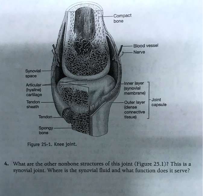SOLVED: Compact bone Blood vessel Nerve Synovial space Articular ...