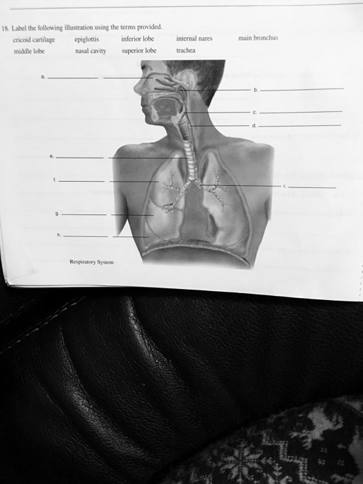 SOLVED: 18.Label the following illustration using the terms provided ...