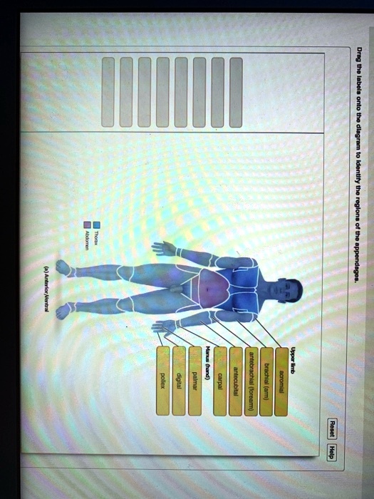 Drag the labels onto the diagram to identify the regions of the appendage.