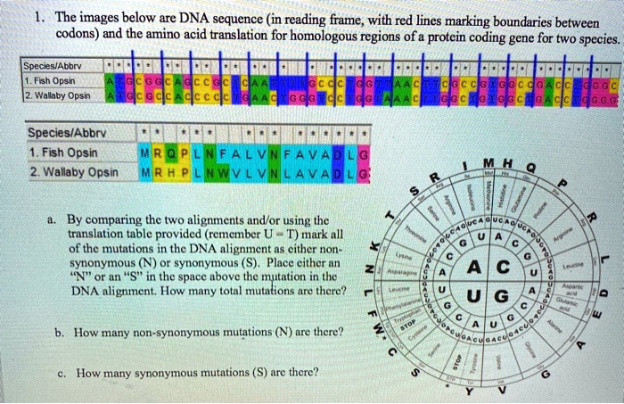 SOLVED: The images below are DNA sequences (in reading frame, with red ...