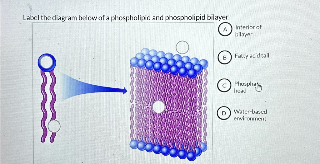 Label the diagram below of a phospholipid and phospholipid bilayer: A ...