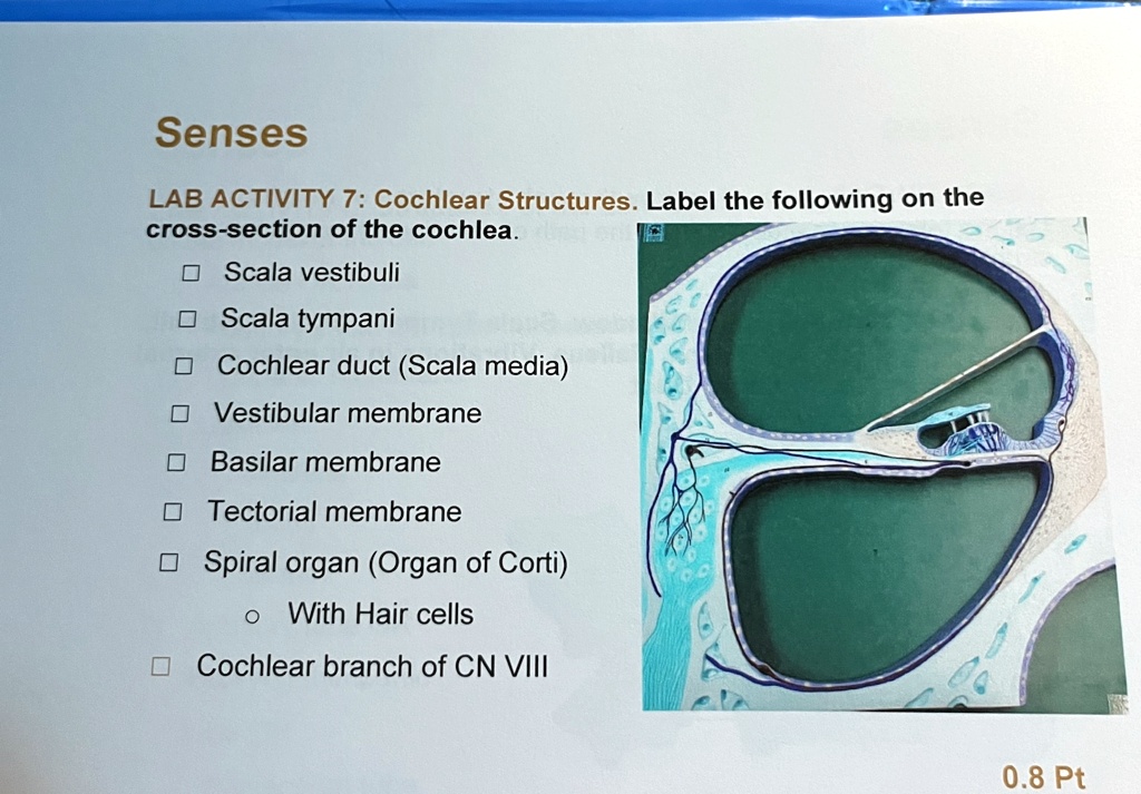 Senses LAB ACTIVITY 7: Cochlear Structures. Label the following on the cross-section of the ...