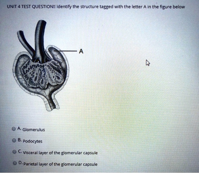 unit 4 test questionii identify the structure tagged with the letter a ...