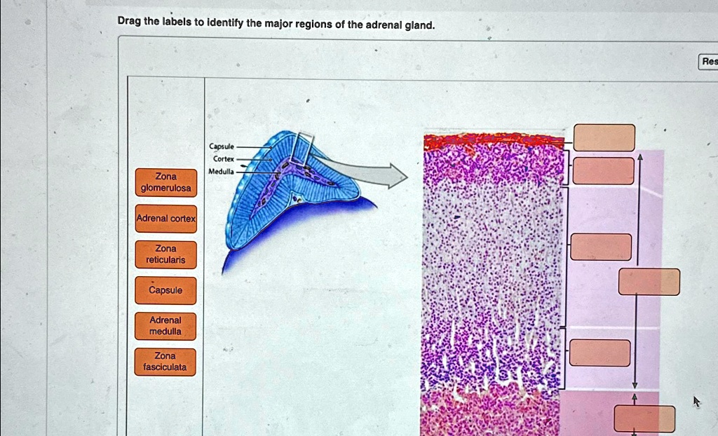 Drag the labels to identify the major regions of the adrenal gland ...