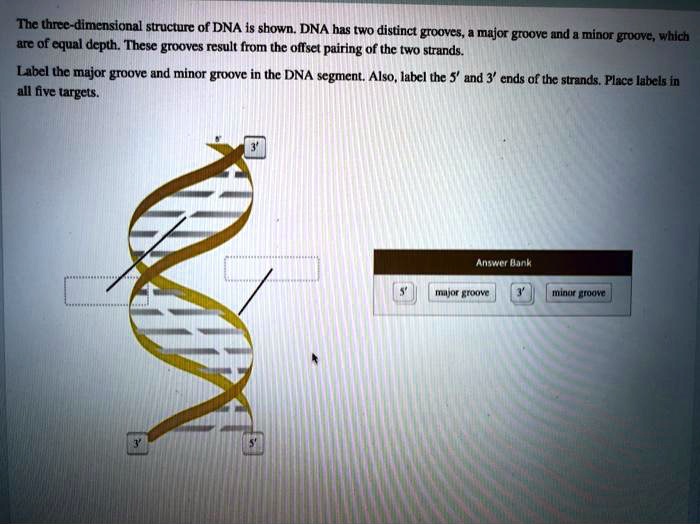 The three-dimensional structure of DNA is shown. DNA has two distinct ...