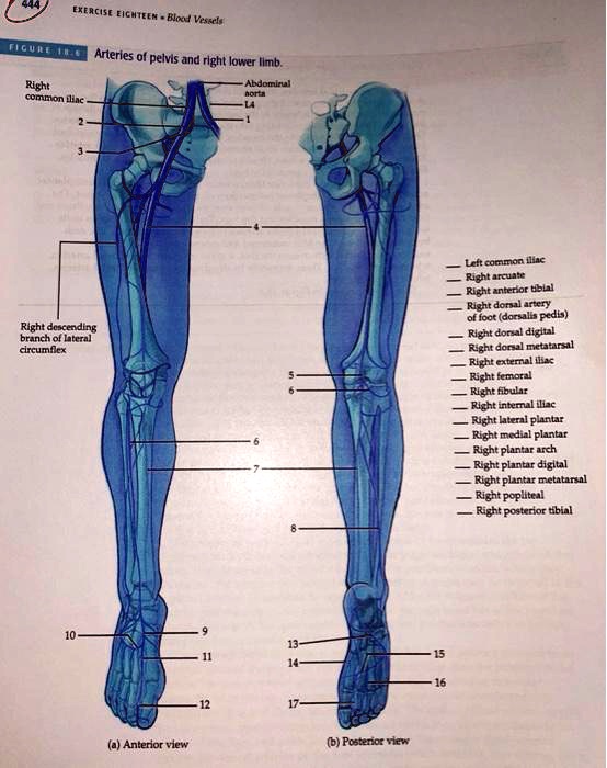 EXERCISE EIGHTEEN - Blood Vessels of the Pelvis and Right Lower Limb ...