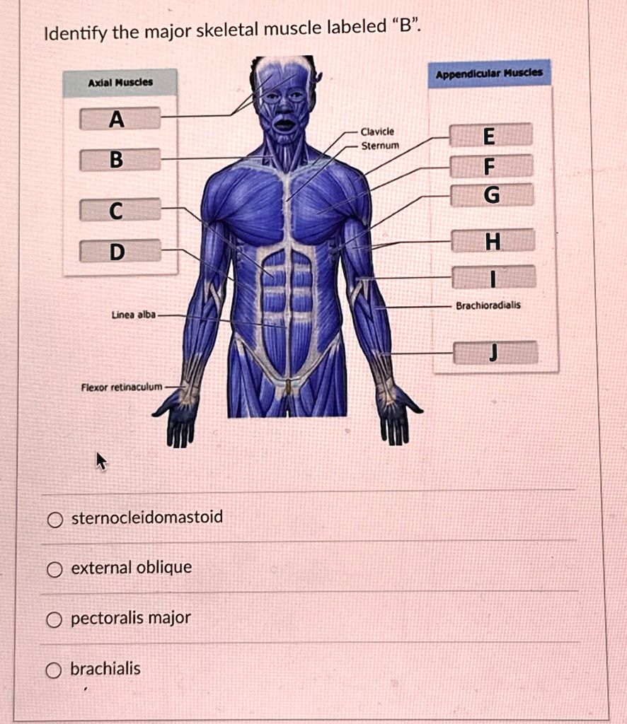 Identify the major skeletal muscle labeled "B". Axial Muscles A B C D ...