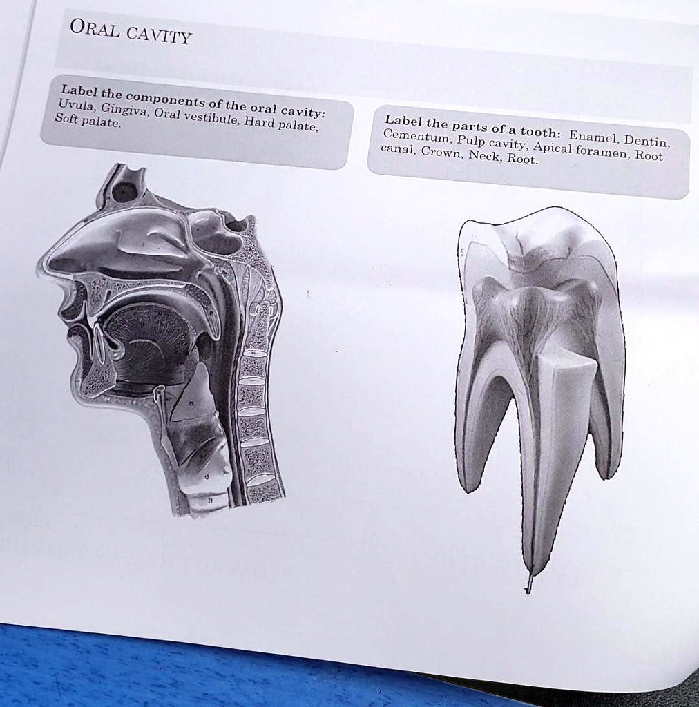 i need help with this oralcavity label the components of the oral ...
