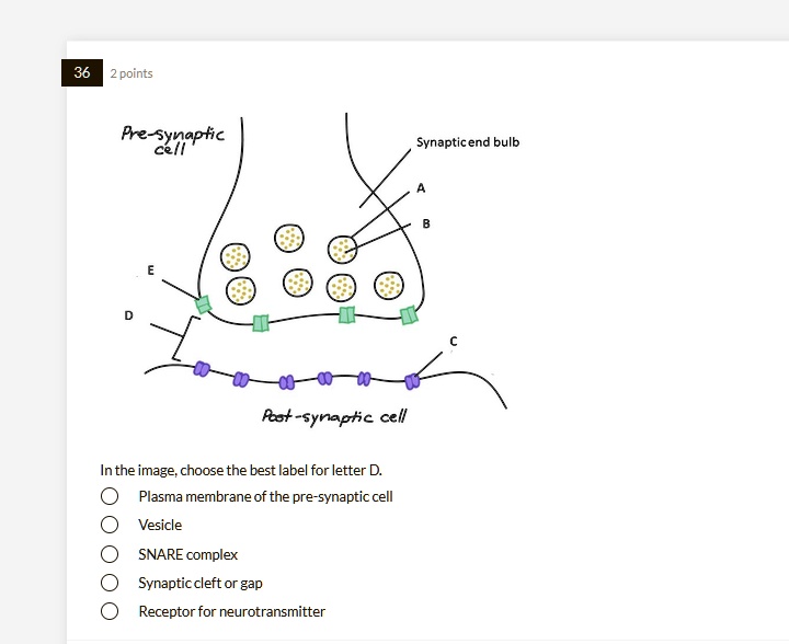 36 2 points Pre-synaptic cell D E Post-synaptic cell In the image, choose the best label for ...