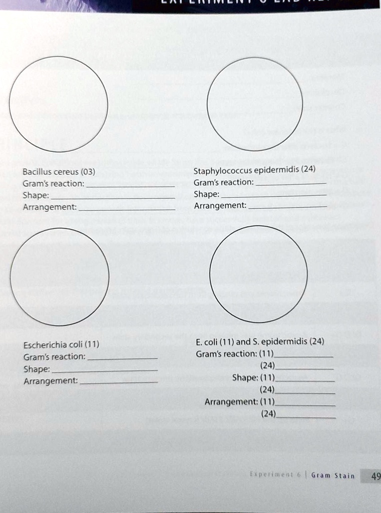 SOLVED: Bacillus cereus (03) Gram'reaction: Shape: Arrangement ...