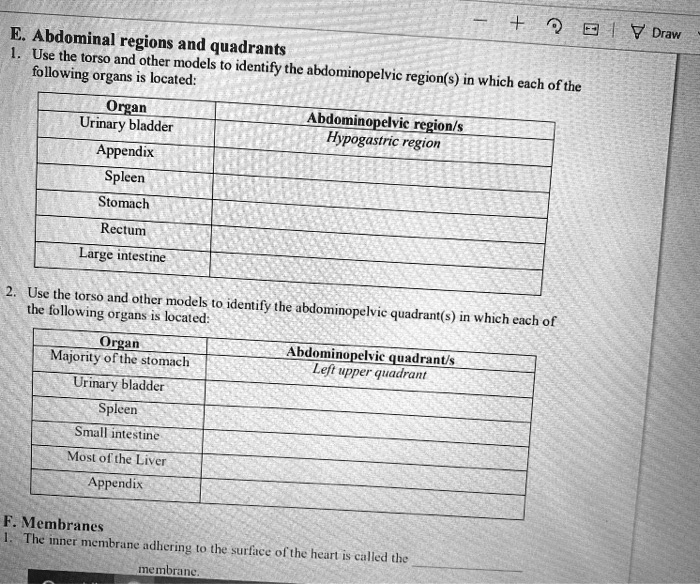 E. Abdominal regions and quadrants 1. Use the torso and other models to ...