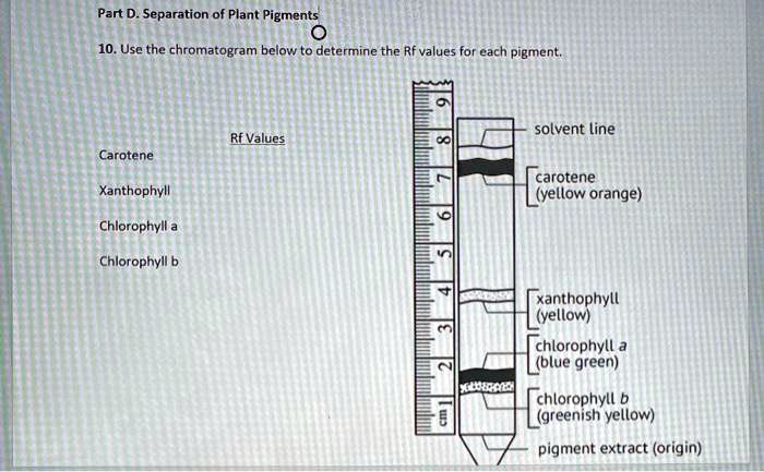 SOLVED: Part D Separation of Plant Pigments 10. Use the chromatogram ...