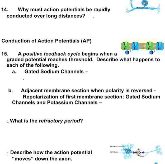 SOLVED: 14. Why must action potentials be rapidly conducted over long ...