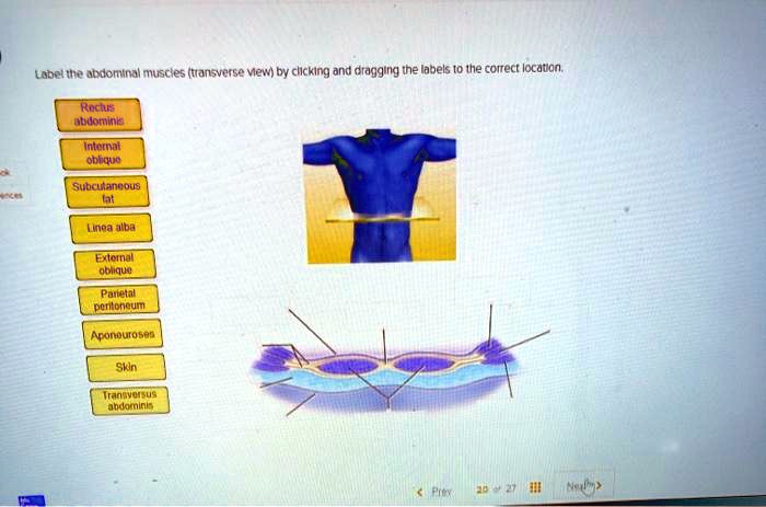 SOLVED: Label the abdominal muscles transverse view by clicking and dragging the labels to the ...