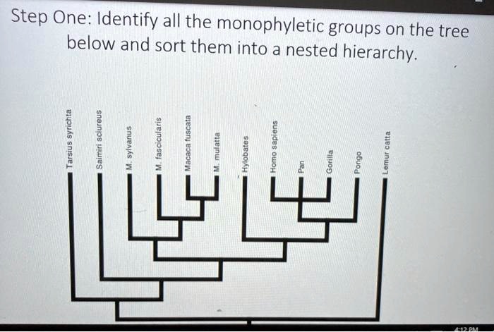 SOLVED: Step One: Identify all the monophyletic groups on the tree ...