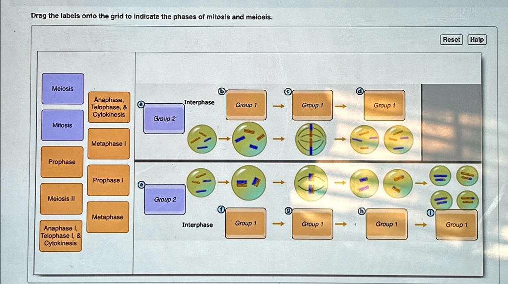 Drag the labels onto the grid to indicate the phases of mitosis and ...