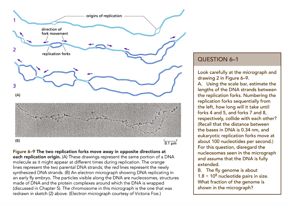 origins of replication direction of fork movement replication forks ...