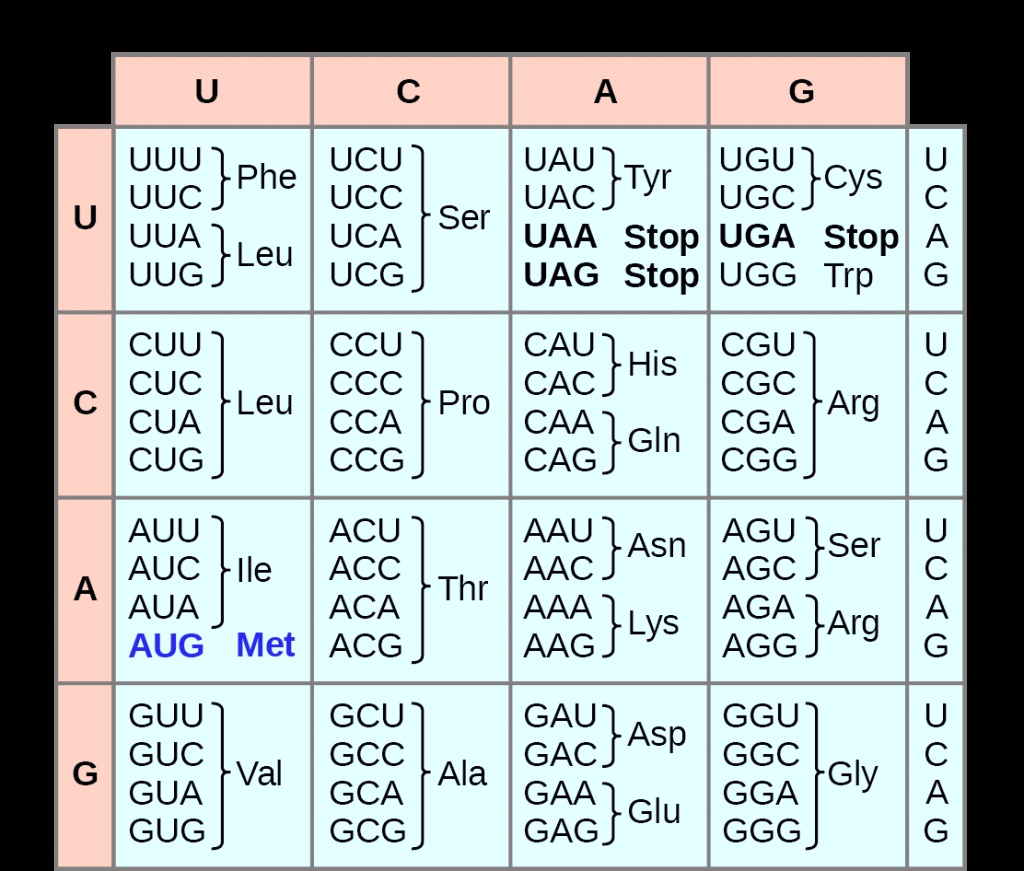 SOLVED: UUU UCU UAU UGU Phe Tyr Cys UUC UCC UAC UGC Ser UUA UCA UAA ...