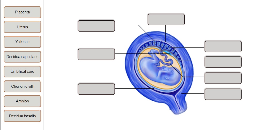 Placenta Uterus Yolk sac Decidua capsularis Umbilical cord Chorionic ...