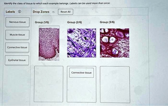 Identify the class of tissue to which each example belongs. Labels can ...