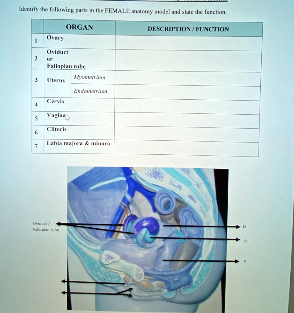 Identify the following parts in the FEMALE anatomy model and state the ...