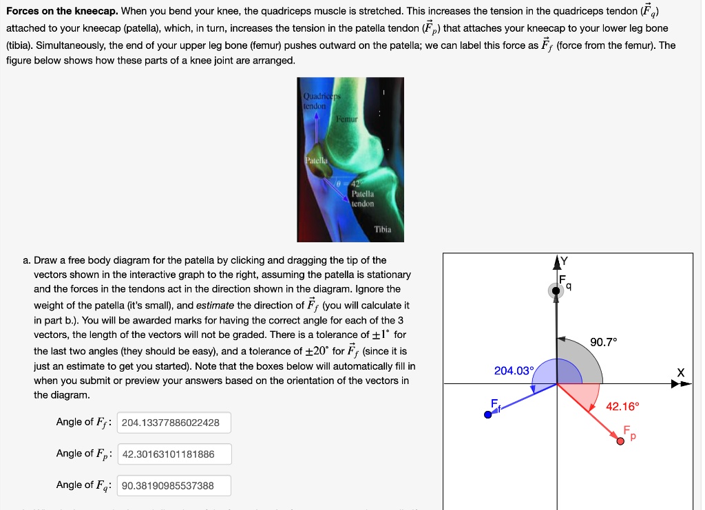 forces on the kneecap when you bend your knee the quadriceps muscle is ...