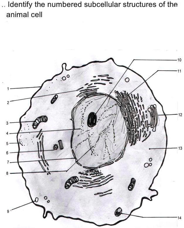 SOLVED: Identify the numbered subcellular structures of the animal cell