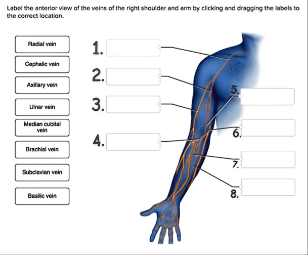 label the anterior view of the veins of the right shoulder and arm by ...