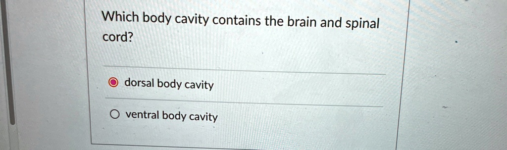 which body cavity contains the brain and spinal cord dorsal body cavity ...